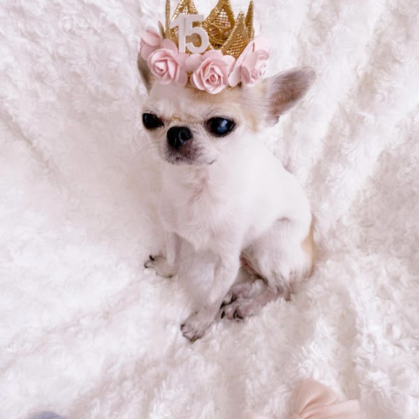 Set of 4 TINY Crowns for Tiny Pets || Photo Props - Etsy