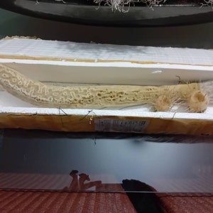 White Margined Sole Synaptura Marginata Fish Taxidermy Oddities - Etsy