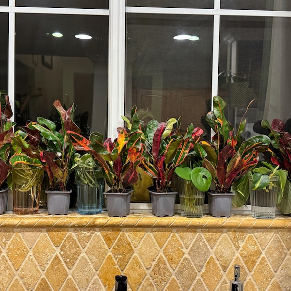 FOSTER 4-pack LIVE 4 Inch Kalanchoe, Blooming Houseplant, Gardening ...