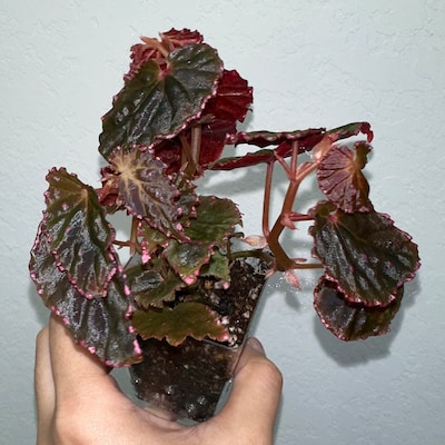 Begonia Baik X Begonia Ocellata Hybrid - Etsy