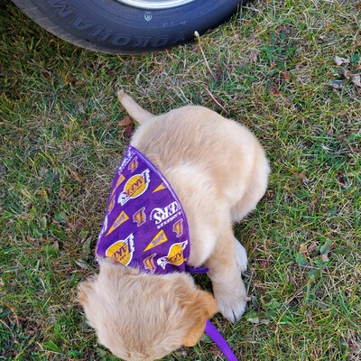 Los Angeles Lakers Dog Bandana, Basketball Dog Bandana - Etsy