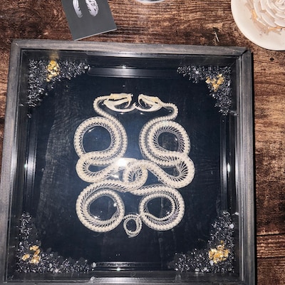 Real Silver Toadfish Skull, Silver Toadfish Skeleton, Lagocephalus ...