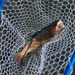 Crawdad Patterns | Etsy