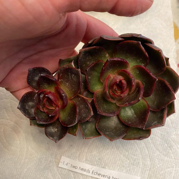 4,5"echeveria Pushke Rare Korean Succulent - Etsy