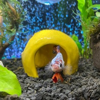Small Fish Hide MADE TO ORDER Betta Fish Cave Small - Etsy Australia