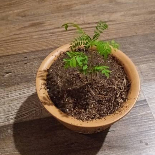 Treesagain Potted Pinyon Pine Tree - Pinus Edulis - 3 to 5+ Inches - Etsy