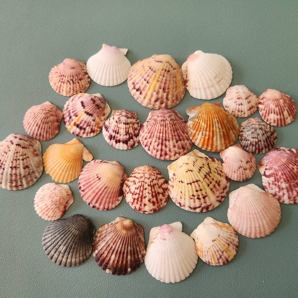 Framed Kitten Paw Shells, Sanibel Seashells, Florida Seashells - Etsy