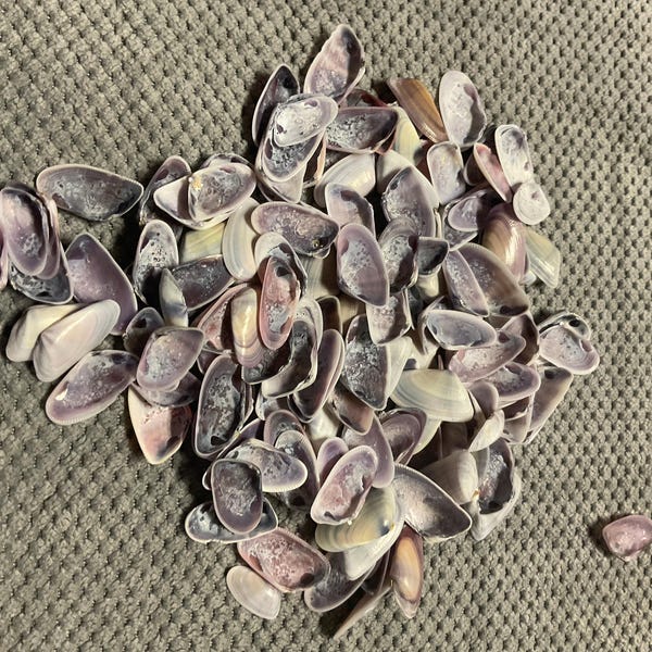 Coquina Sun Ray Shell Pairs (40) - Etsy
