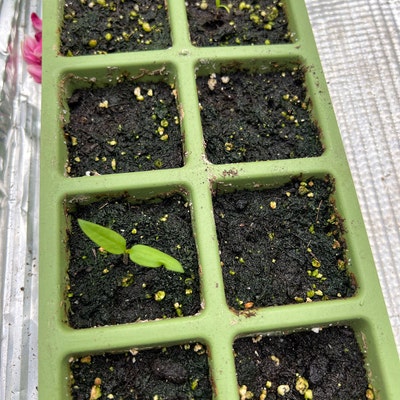 Rare Candy Cane Chocolate Cherry Sweet Bell Pepper Seeds, Variegated ...