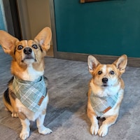 Pomsky or Select Different Breed Outline 1 1/4 Custom Pet Id Tag ...