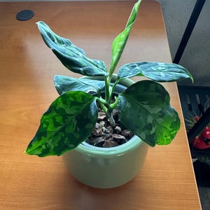 White Princess Philodendron, Pink & White Philodendron, PPP, WPP, High ...