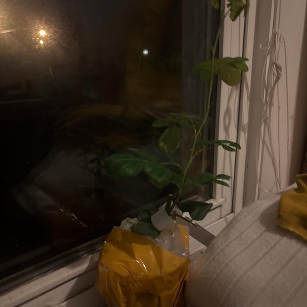 Rare Rose Juice Splash| 果汁飞溅 | Rainbow Flower 1 Gallons. - Etsy