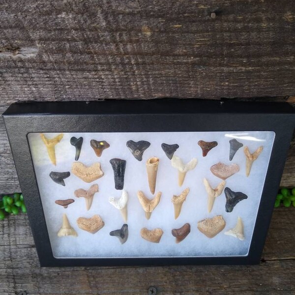 6 Pack of Riker Display Cases 6 X 8 X 3/4 for Collectibles Jewelry ...