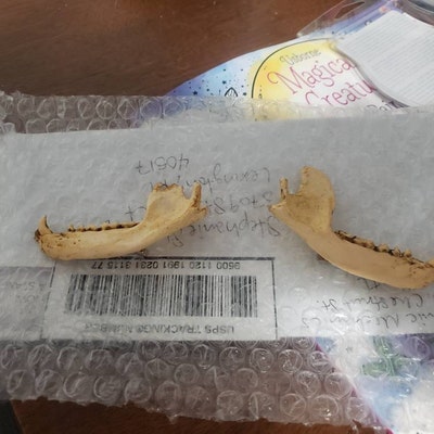 Resin Muskrat Skull Replica - Etsy