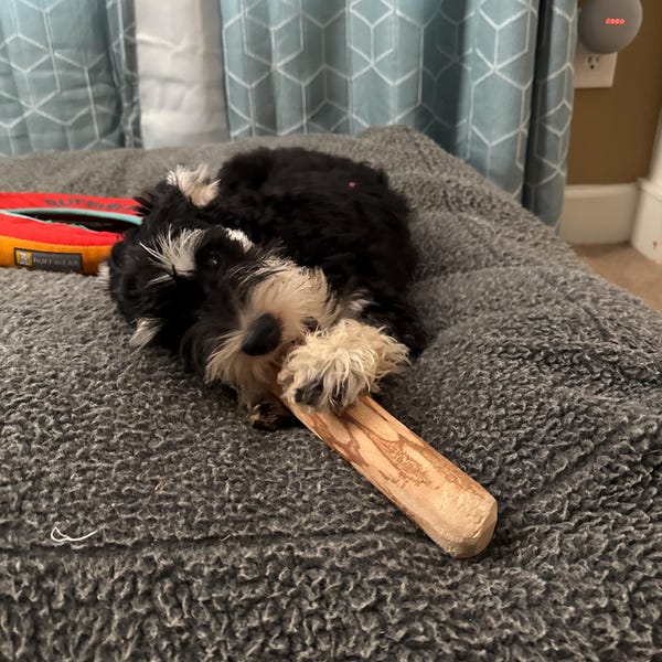 All-natural Water Buffalo Cheek Rolls for Dogs – Long Lasting Rawhide ...