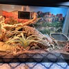 40 Gallon Red Rock Desert Background Petbackdrops - Aquarium Background ...
