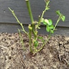 Rose “ausbite” English Climbing Rose Plant Ownroot - Etsy