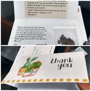 25 Organic Hibiscus Sabdariffa roselle Seeds Red Atiso Jamaican Sorrel ...