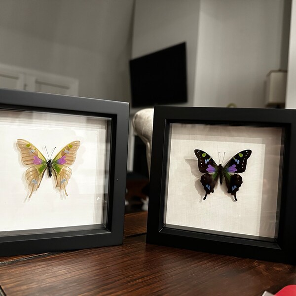 Real Framed Butterfly Skeleton Graphium Weiskei Oddity Display - Etsy