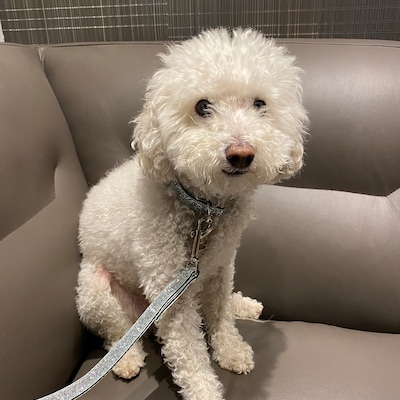 Thanks, Dawg Greeting Card Thank You Card Dog Thank You Card Dog Lover ...