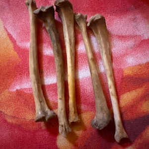 Four Genuine English Carrion Crow Feet With a Few Crow Feathers - Etsy