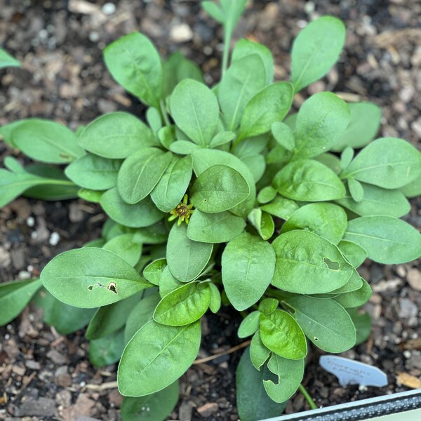 3 Musa ‘poquito’ Banana Tree/ Banana Tree in 4 Inch Cups (one Plant per ...