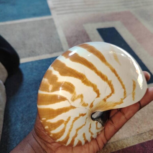 Huge Ocean Shell, Large Beautiful Shell, Sea Shell Treasure, Sea Shells ...
