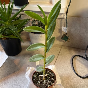 Hoya Irina Rare Hoya Hybrid Rooted Plant Shipped in - Etsy