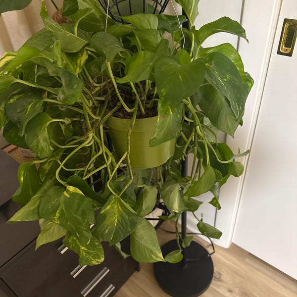 Elegant Trailing Vine-hedera Helix Scutifolia sweet Heart Ivy live ...