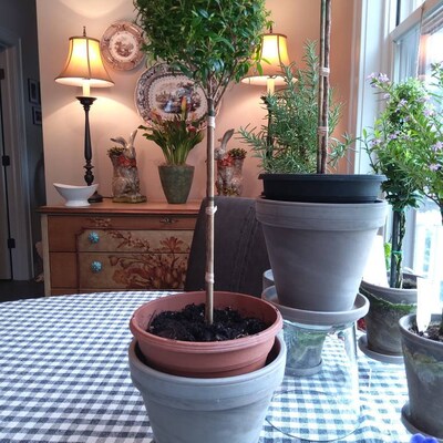 Variegated Scented Geranium Topiary 6 Pot Braids and - Etsy