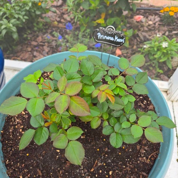 Rare New Rose. Red Juicy Terrazza. 红果汁，flower Machine. Continue ...