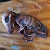 Petrified/mummified/preserved Fetal Piglet - Etsy