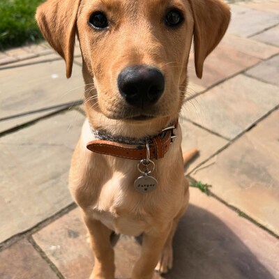 Personalised Dog Tag help Me Find My Humans Handmade Stainless Collar ...