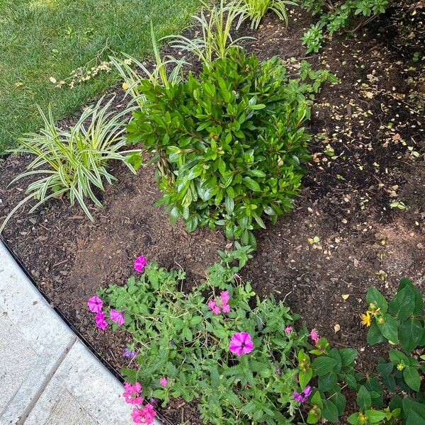 Azalea Girard’s Border Gem #3 12"-15" Wide Container Grown Plant - Etsy