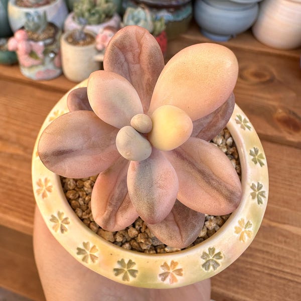 Haworthia Picta Metallic Red - Etsy