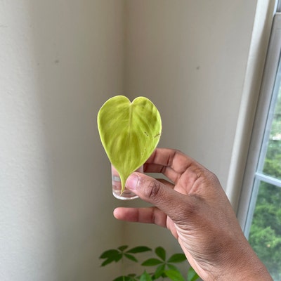 Marble Pothos Cutting Plant Cutting Pothos Cutting Single Node ...