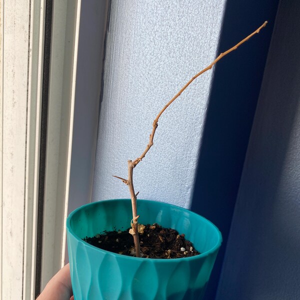 Voodoo Queen**small Rooted Tropical Hibiscus Starter Plant**ships Bare ...