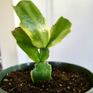 Variegated Christmas Cactus Rare Plant 4 Pot Size - Etsy