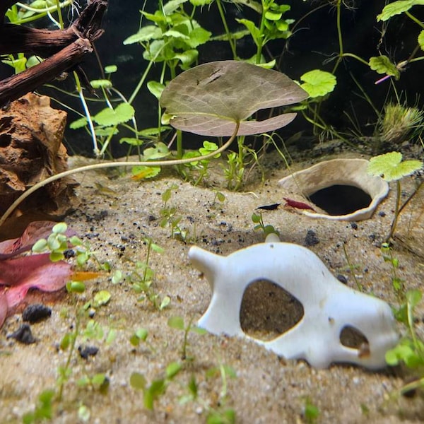 T Rex Aquarium Decoration | White Dinosaur Fish Tank Decor | Household ...