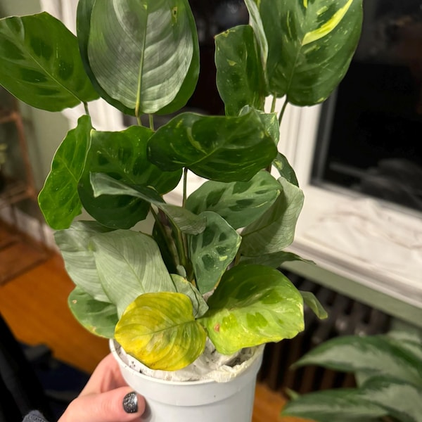 Calathea Burle Marx, Fishbone Prayer Plant, Unique and Easy to Care ...