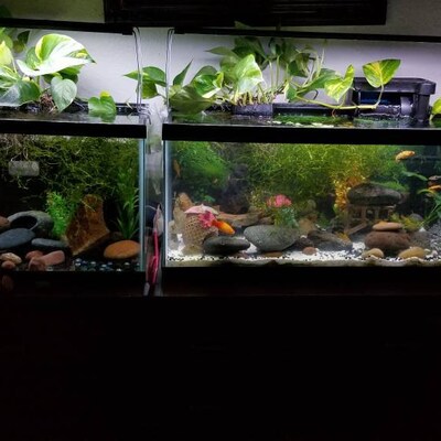 Poth-o-carry® Original: Aquarium Rim Pothos Holder - Etsy