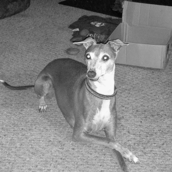 ITALIAN GREYHOUND Paper Pieced Block Pattern in PDF, Foundation Piecing ...