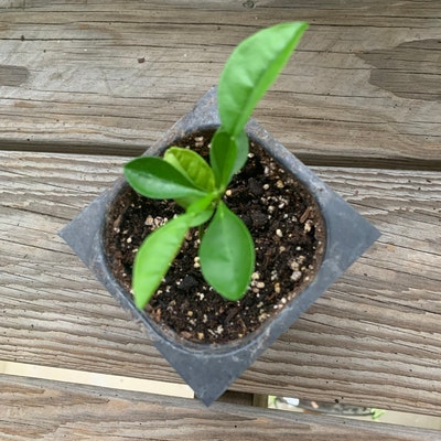 Organic Red PIGEON PEAS Gunga Pea 50 Seeds Cajanus Cajan Gandul Lazaro ...