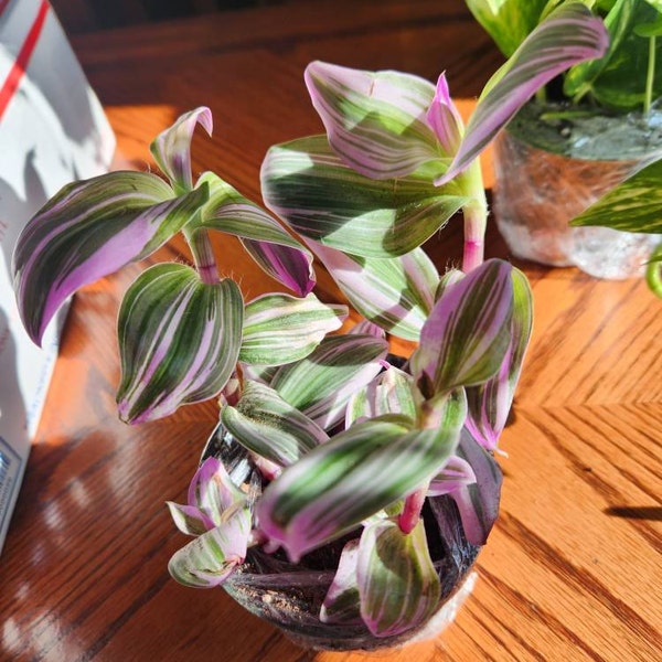 Tradescantia Bubblegum Nanouk Plant - 4 Inch Pot - Optional Decorative ...