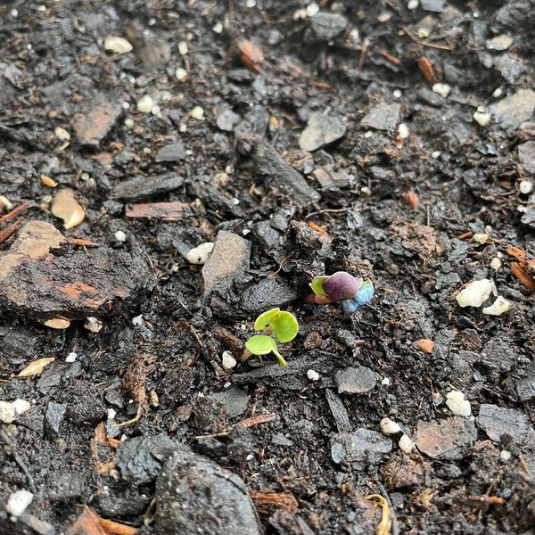 총각무, 알타리무 Seeds (40+) Altari Radish Seeds AKA Bachelor Radish - Etsy