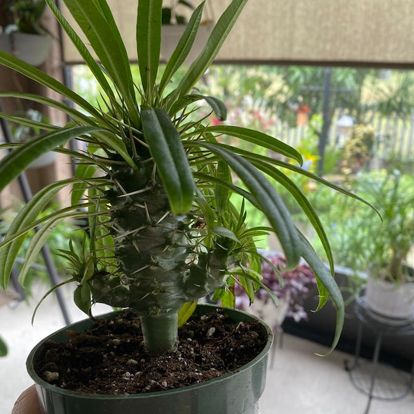 6in Dieffenbachia camille Houseplants Live Plants Indoor Plant - Etsy