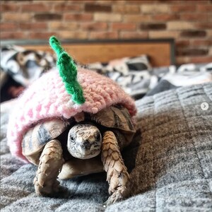 Santa Hat Tortoise Cosy, Pet Photo Prop, Pet Costume, Tortoise Costume ...