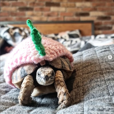 Santa Hat Tortoise Cosy, Pet Photo Prop, Pet Costume, Tortoise Costume ...