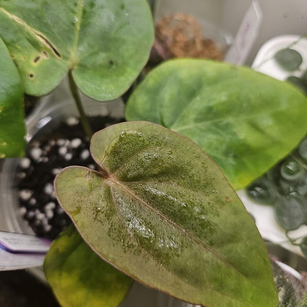 Monstera Filamentosa *EXTREMELY RARE* - Etsy