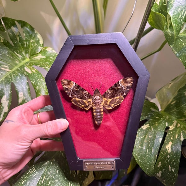 Real Death Head Moth Acherontia Coffin Frame, Black Gothic Hanging ...
